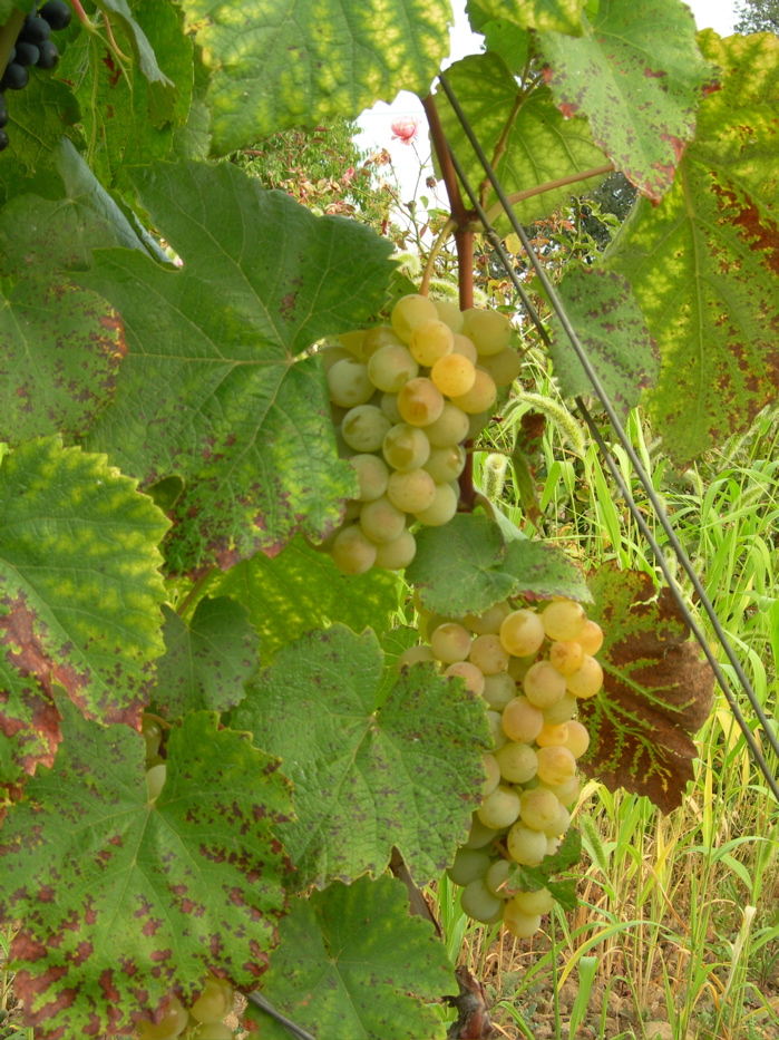 Noah szőlő - Gyümölcspédia