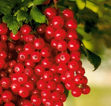 Rovada piros ribiszke - Gyümölcspédia