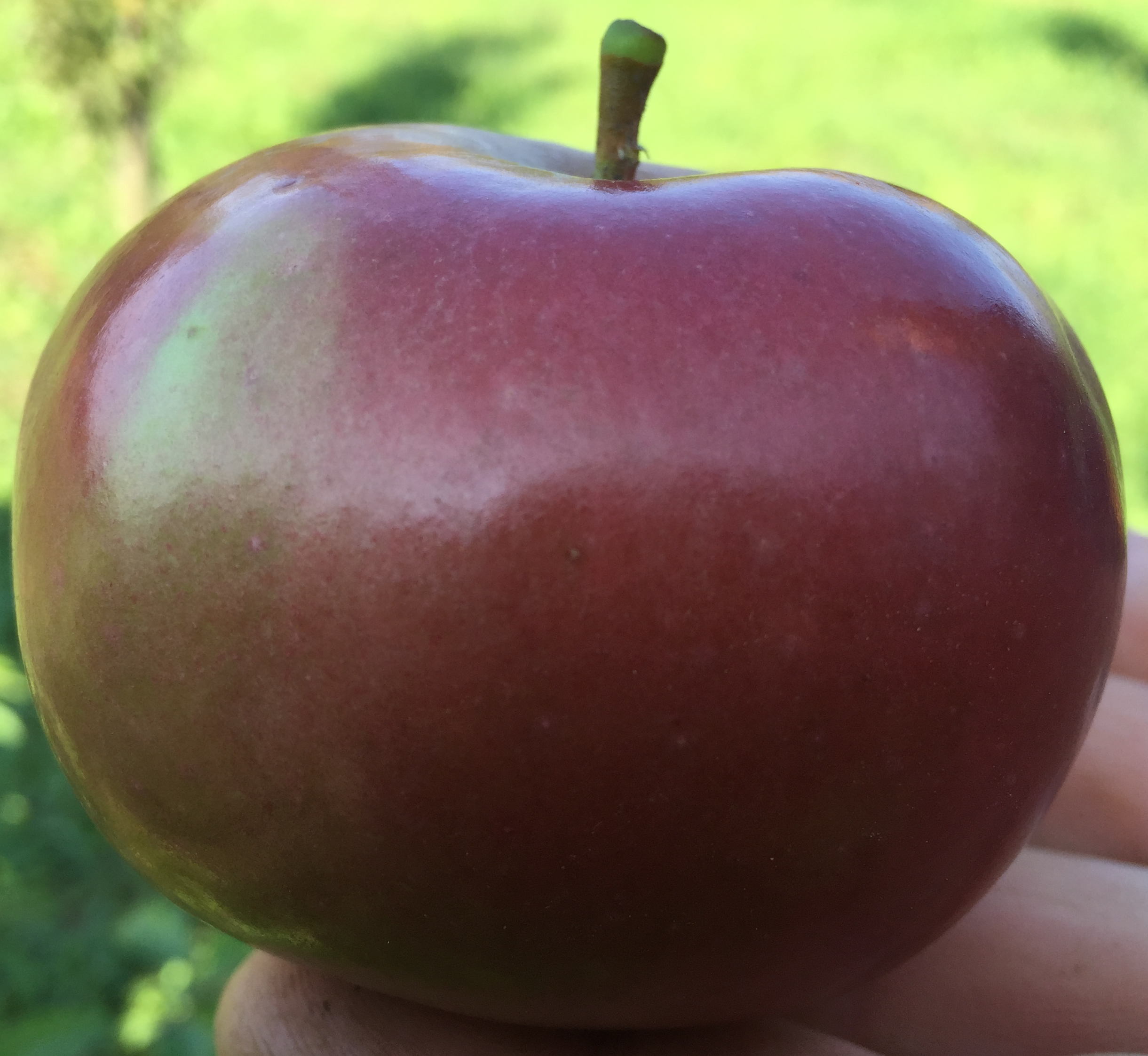 Simonffy piros alma - Gyümölcspédia