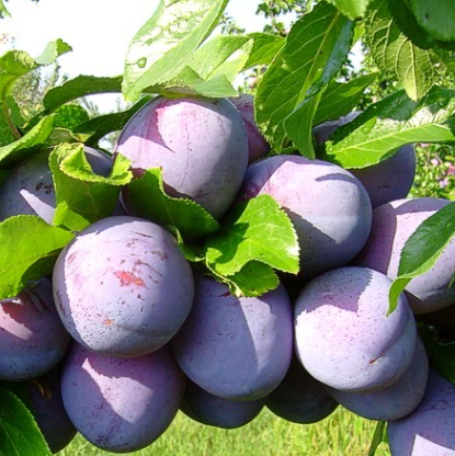 Althann ringló - Gyümölcspédia