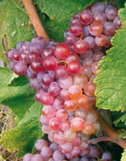 Bakator szőlő - Gyümölcspédia