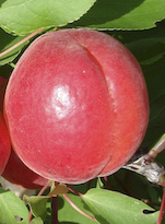 Big Red kajszi - Gyümölcspédia