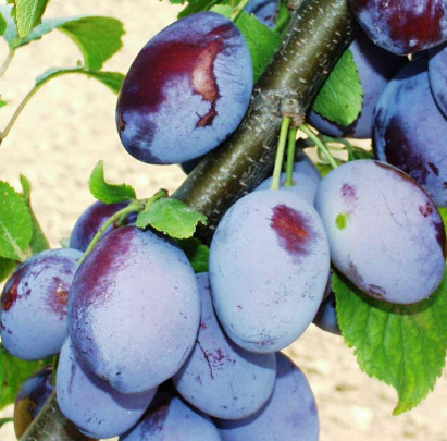 Cacanska rodna szilva - Gyümölcspédia