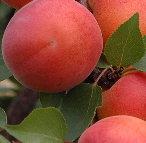 Farlis kajszi - Gyümölcspédia