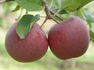 Florina alma - Gyümölcspédia