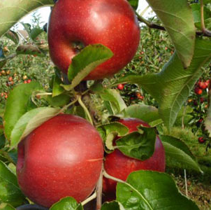 Jonagold Novajo alma - Gyümölcspédia