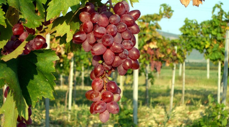 Jupiter szőlő - Gyümölcspédia