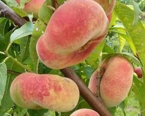 Kínai lapos őszibarack - Gyümölcspédia