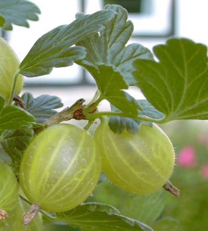 Mucurines egres - Gyümölcspédia