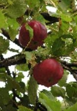 Nyári piros kálvil alma - Gyümölcspédia
