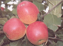 Nyári zamatos alma - Gyümölcspédia