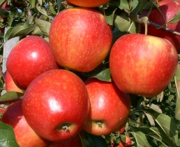 Pinova alma - Gyümölcspédia