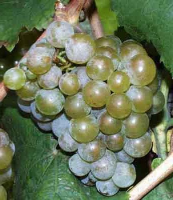 Rajnai rizling szőlő - Gyümölcspédia