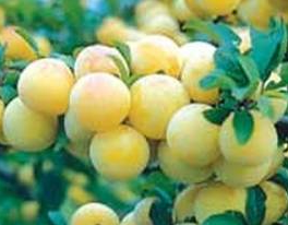 Shiro ringló - Gyümölcspédia