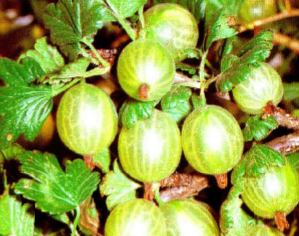 Zöld óriás egres - Gyümölcspédia